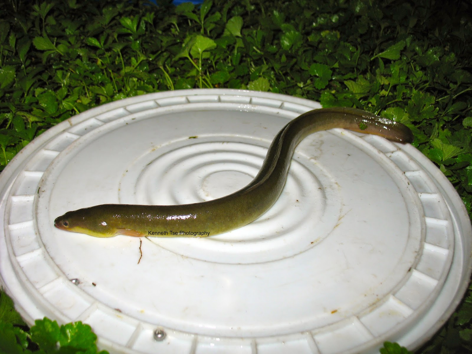 MuskieBait Adventures: 2014 Pennsylvania and New Jersey (Day 2)