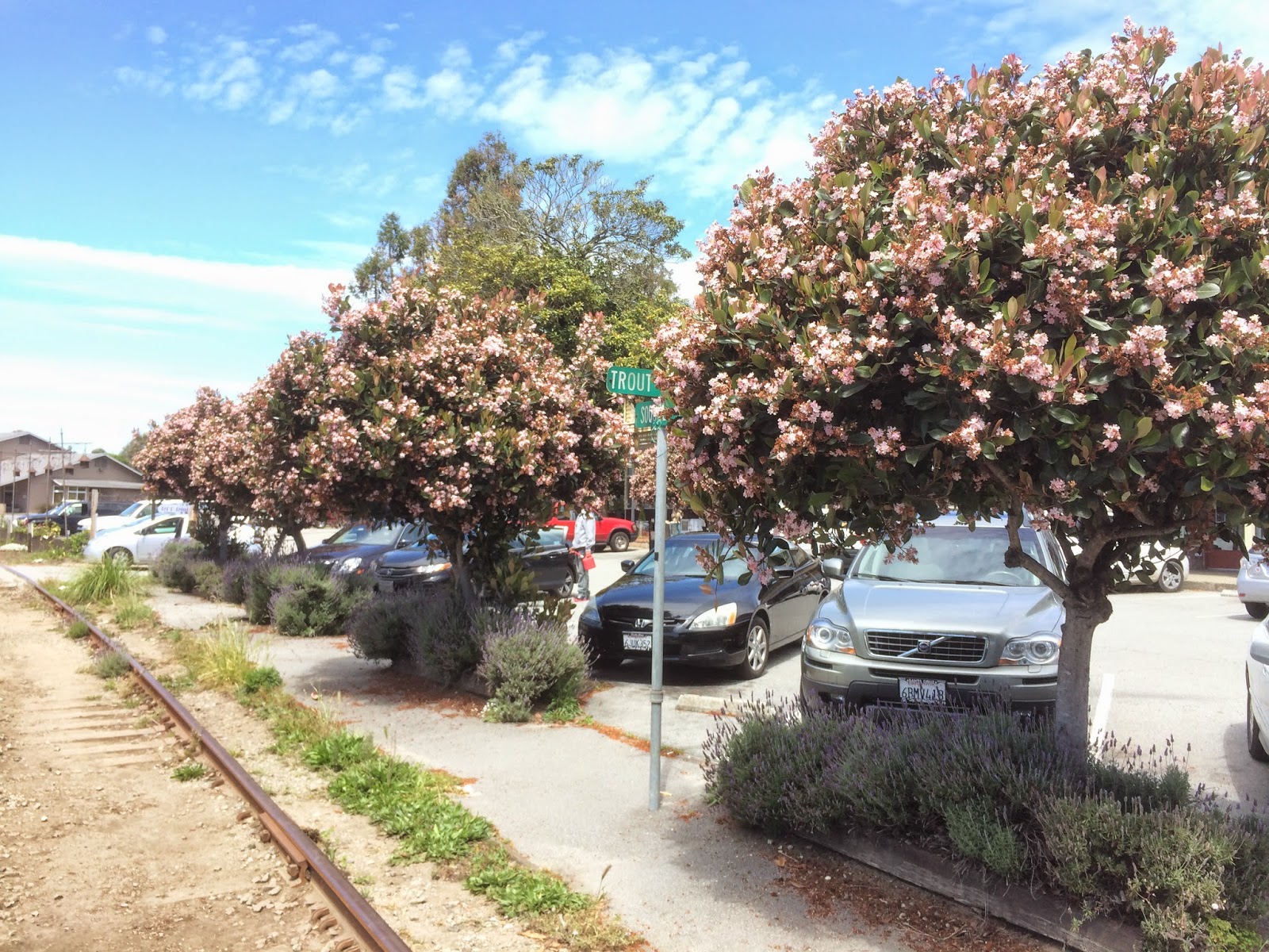 Trees of Santa Cruz County: Rhaphiolepis 'Montic' - Majestic Beauty ...