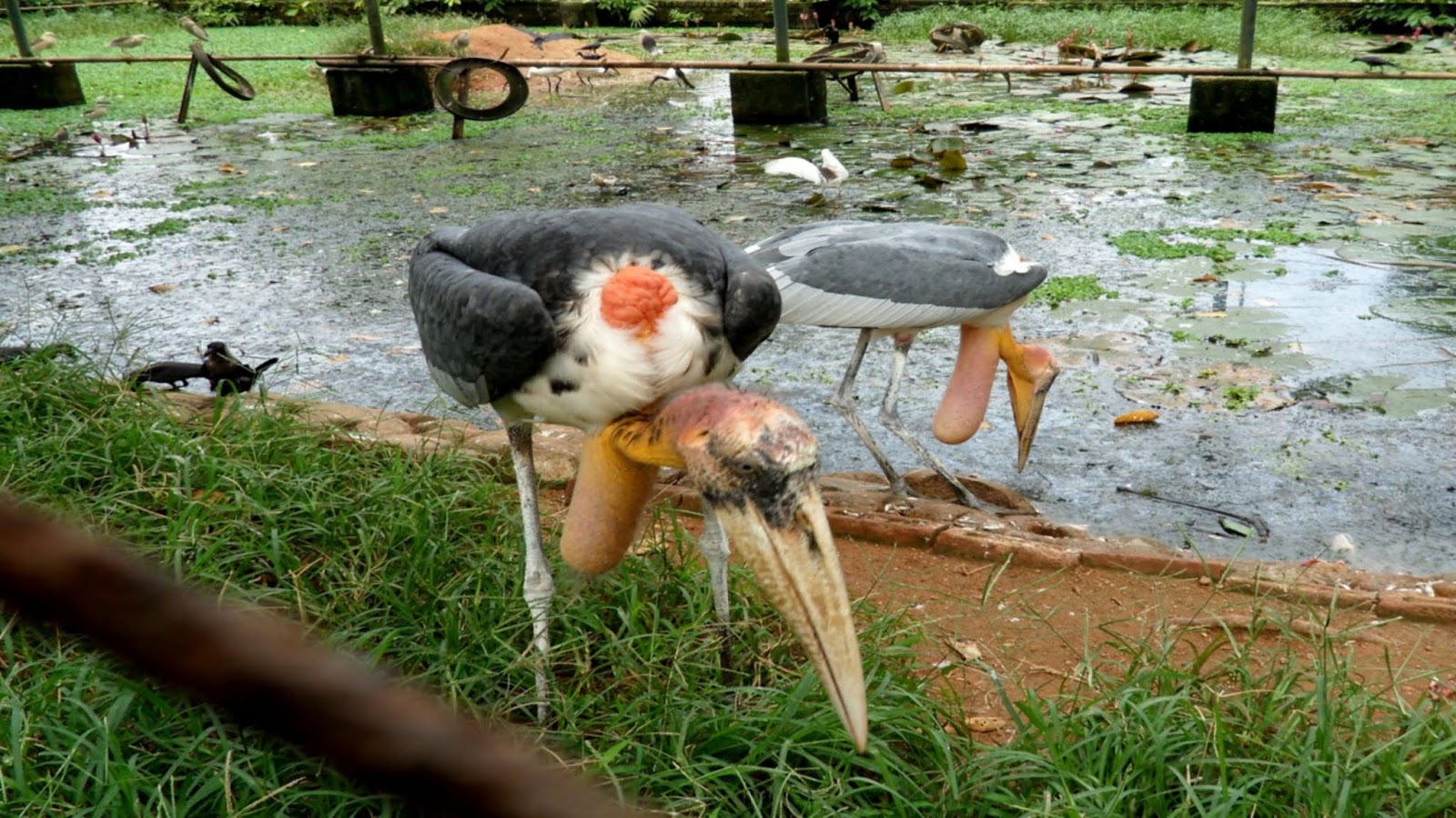 WILDLIFE SANCTUARIES OF ASSAM