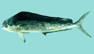 Av Hakkında Herşey !!!: LAMPUKA BALIĞI