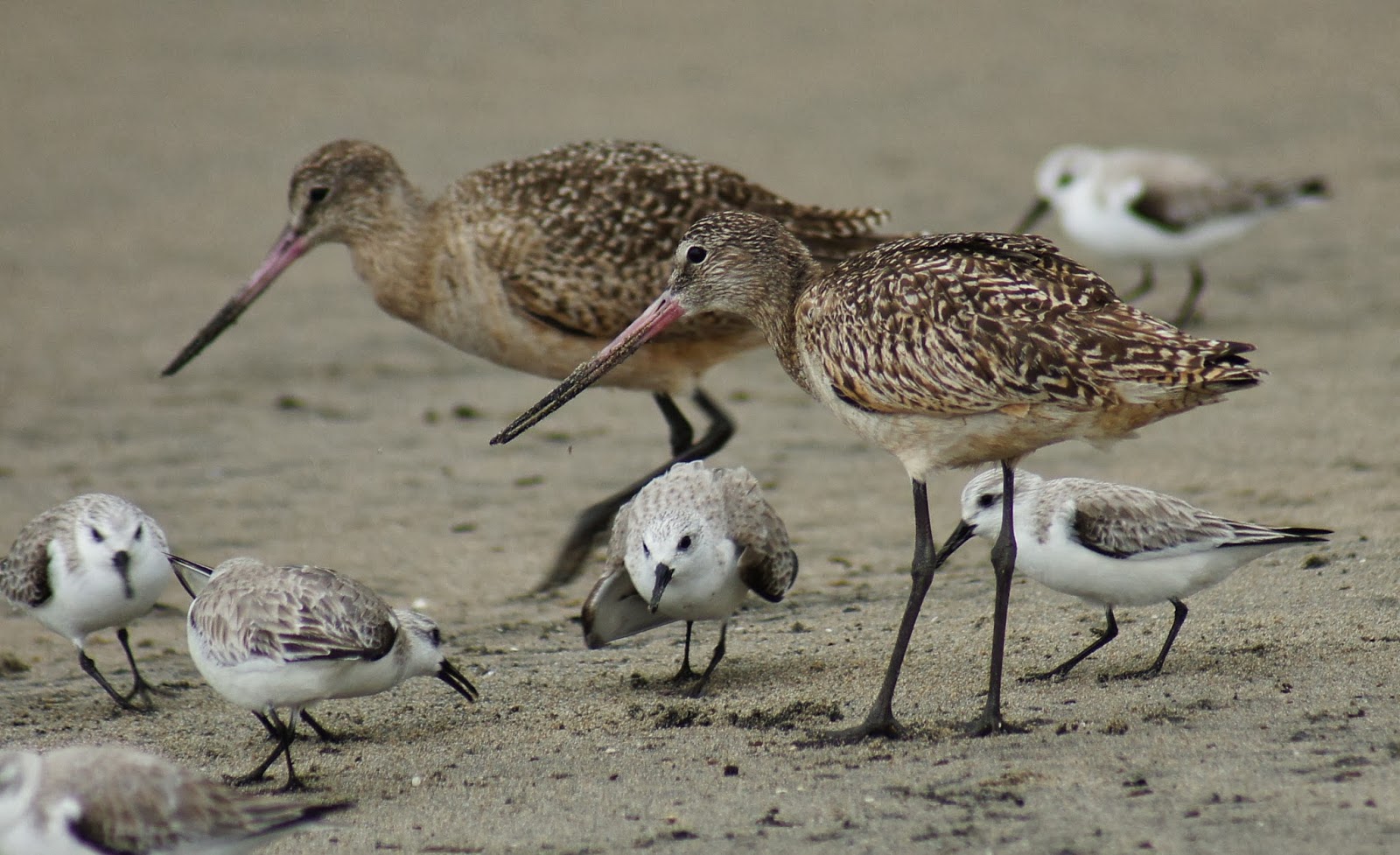 Tommy D's Birding Expeditions: Birding Orange County, California