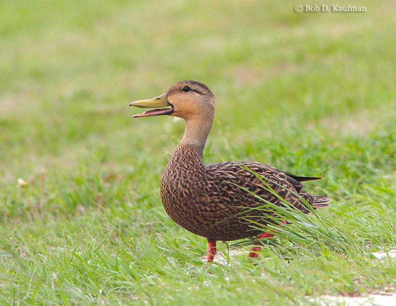 Ornithographer's Images: Mottled Duck - Anas fulvigula