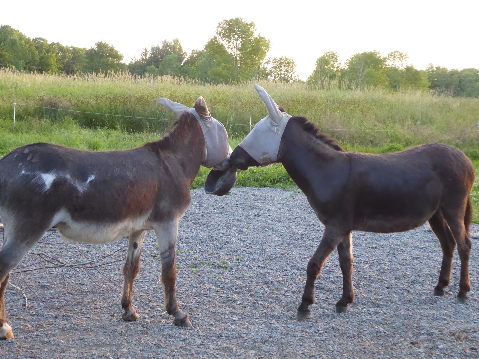 The Dancing Donkey: The Magic Hour