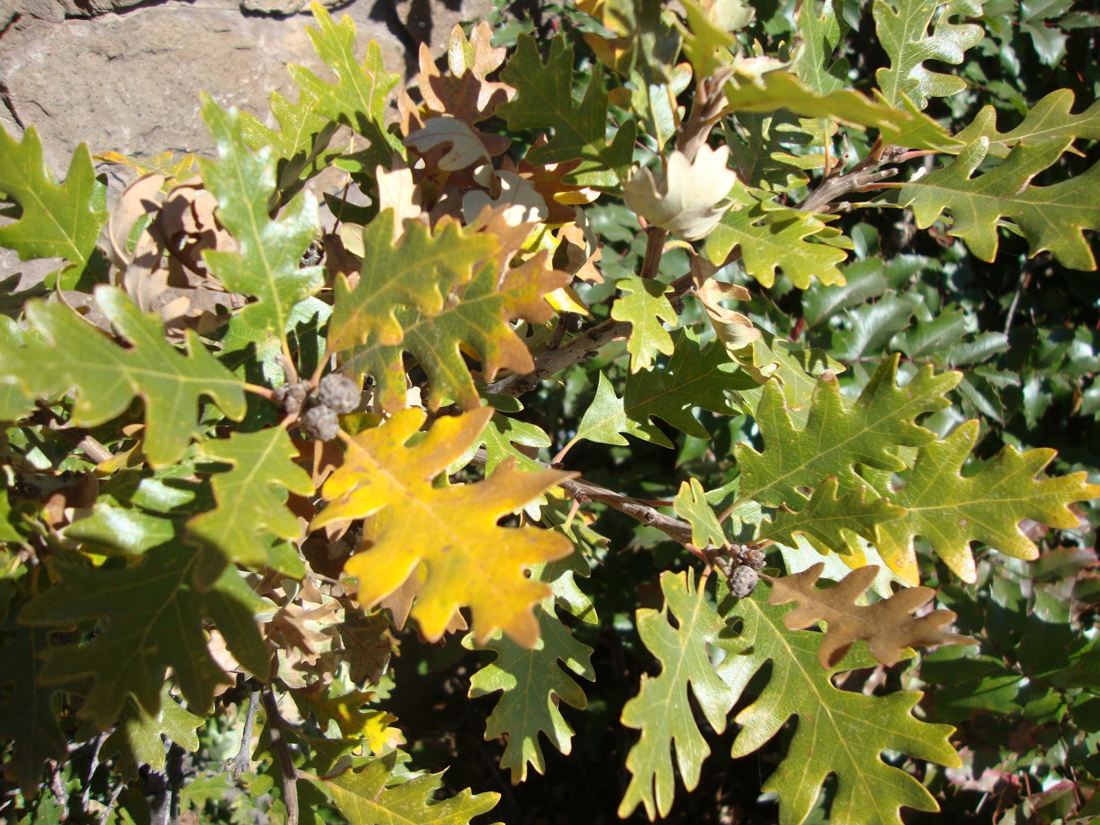 danger garden: Nurseries of Flagstaff and Prescott, Arizona