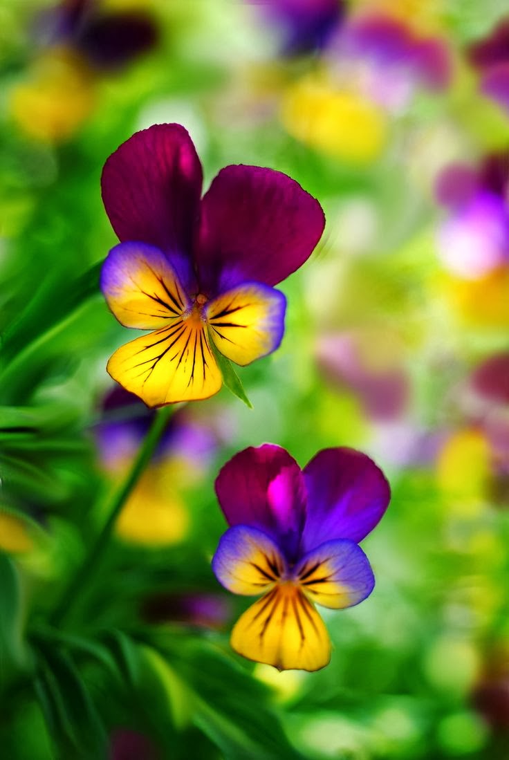 Pansy Accent Flowers | The Unique Photos