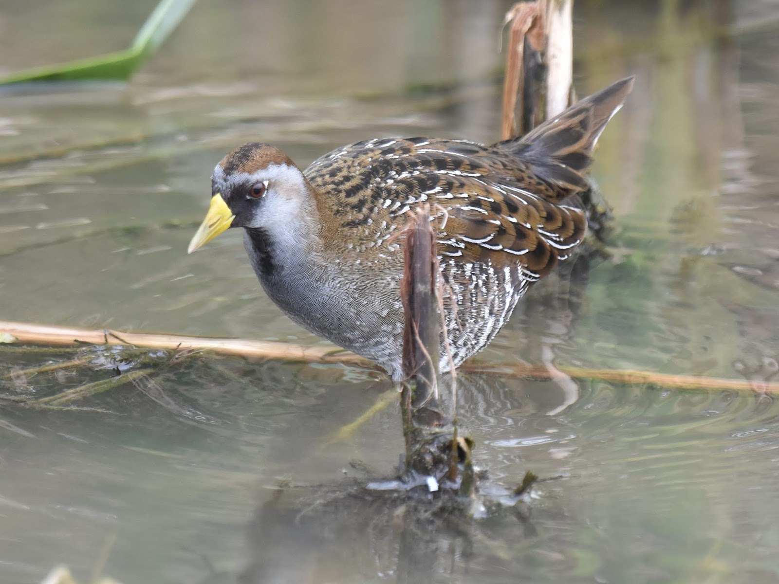1410 OakWooD: Hard Wetland Birds