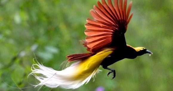 Seputar Flora Dan Fauna: 10 Burung Terindah Di Indonesia (Bird Of Paradise)