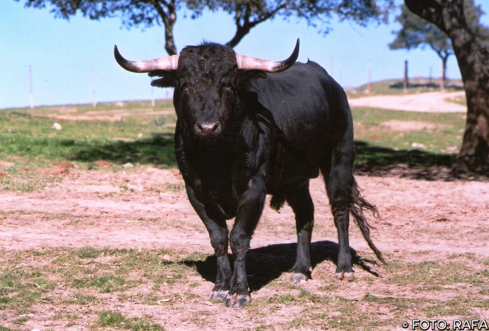 VETERINARIOS TAURINOS DE ANDALUCIA: EL TORO DE LIDIA UNA ...