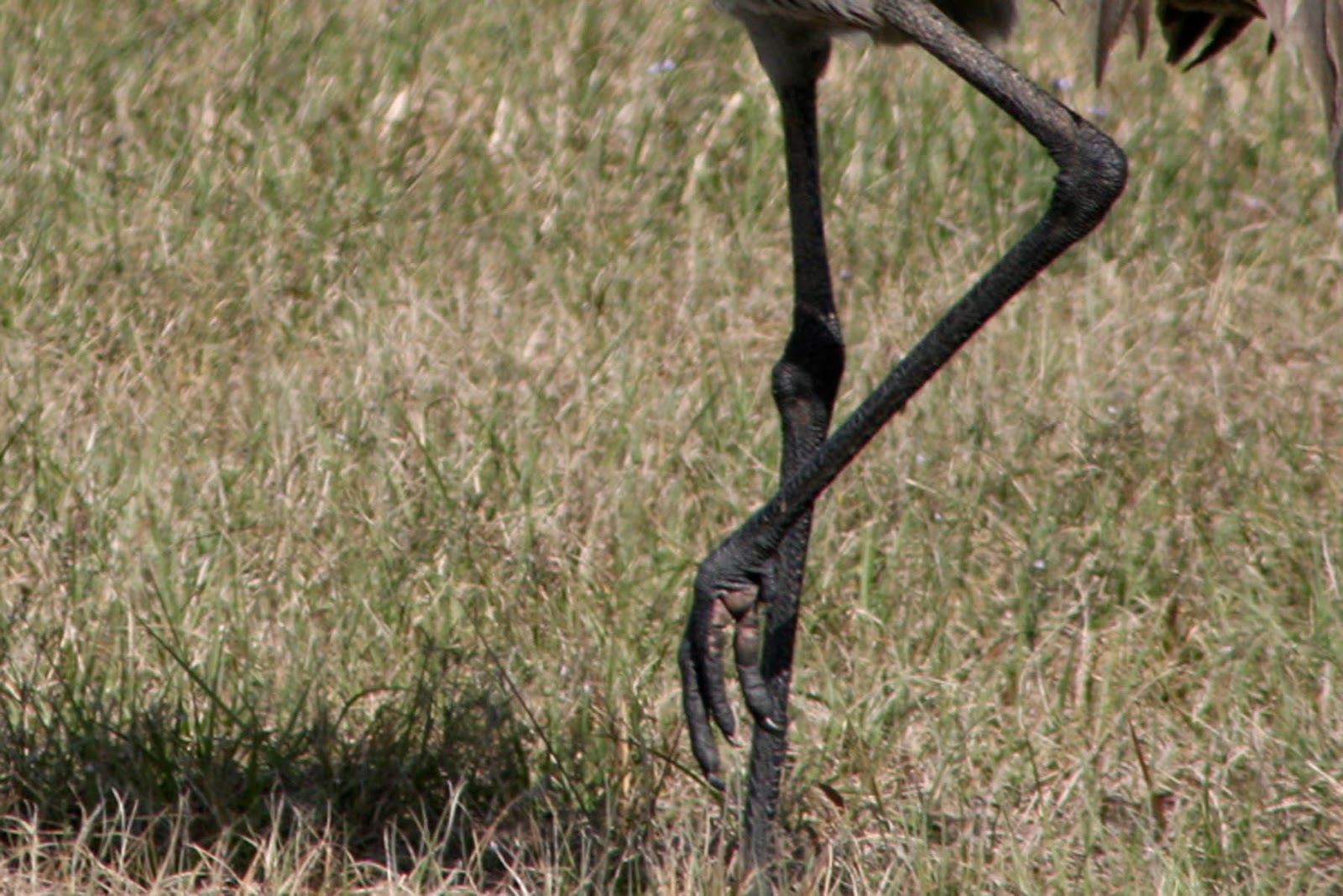 Hipster Birders: Featured Feathered Friend: Sandhill Crane