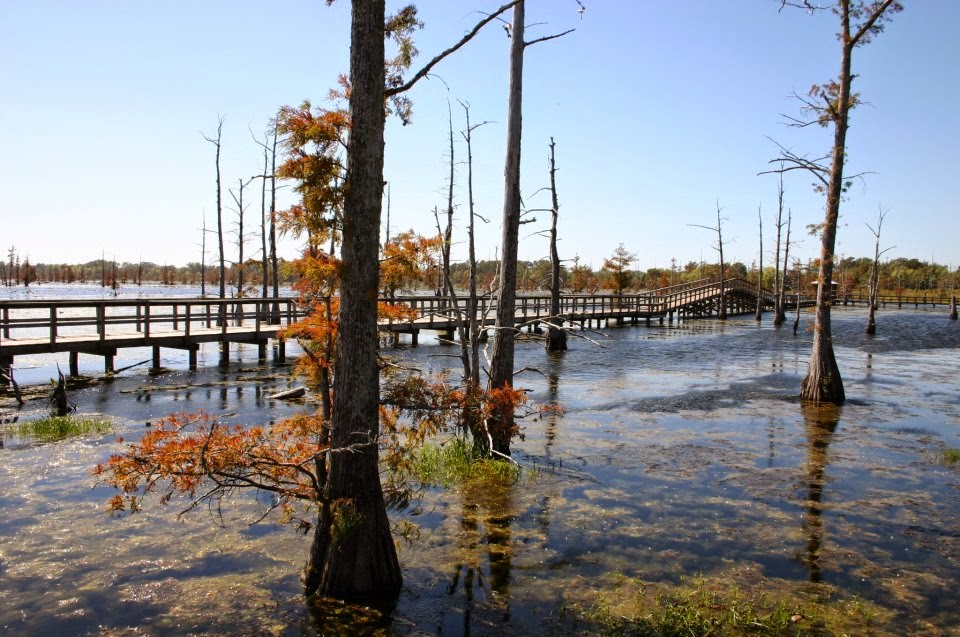 Discover Birds: The Discover Birds Program Visits Black Bayou Lake ...