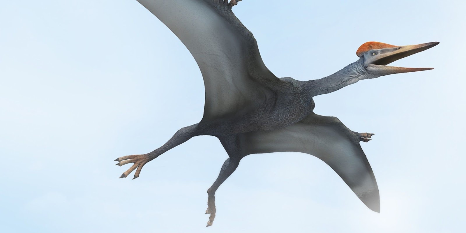 Pterodactyls were unable to fly, spreading their wings wide