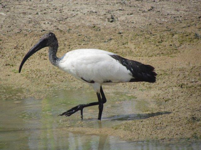 memorable meanders: African Sacred Ibis
