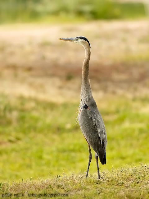 mis fotos de aves: Ardea herodias Garza Azulada Great Blue Heron