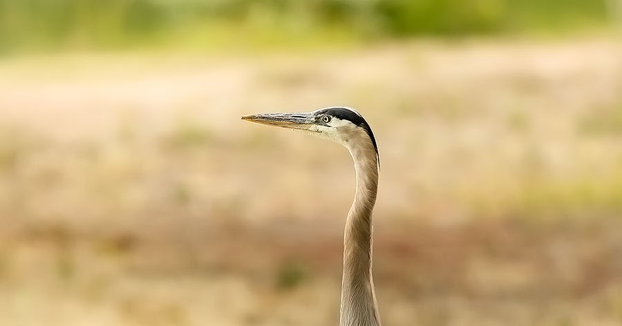 mis fotos de aves: Ardea herodias Garza Azulada Great Blue Heron
