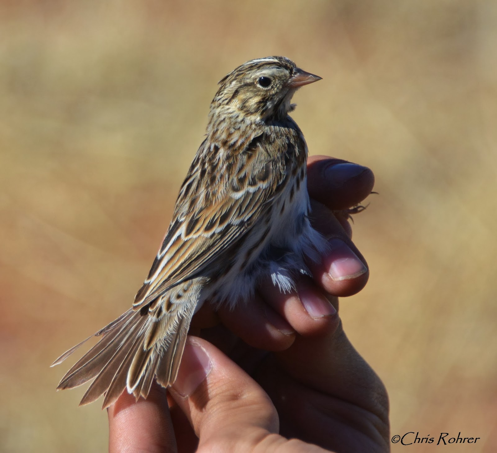 Las Aventuras: Las Aventuras: Arizona Sparrows