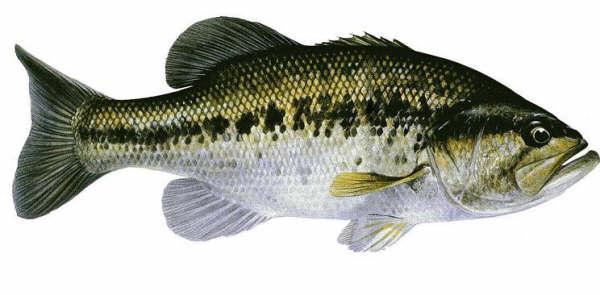 Forest Forestal: Black Bass