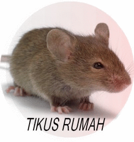 AMELIA BAMALA INDAH PURWAKARTA: BUAH BINTARO PENGUSIR TIKUS