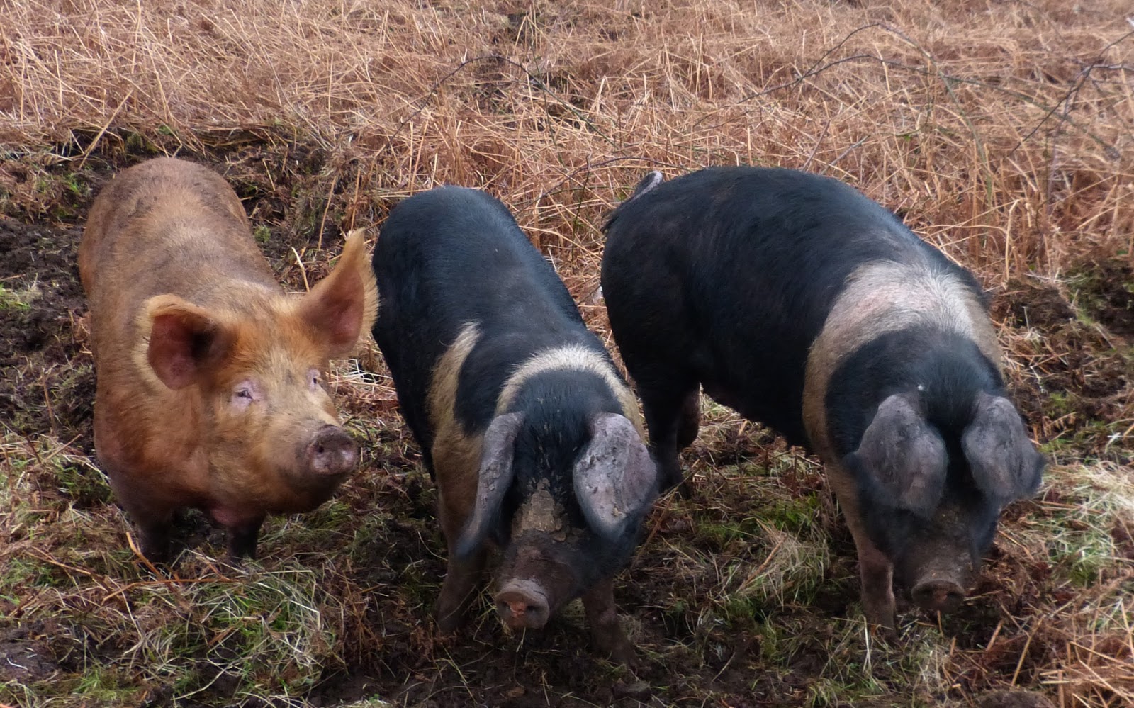 A Kilchoan Diary: New Neighbour Nightmare