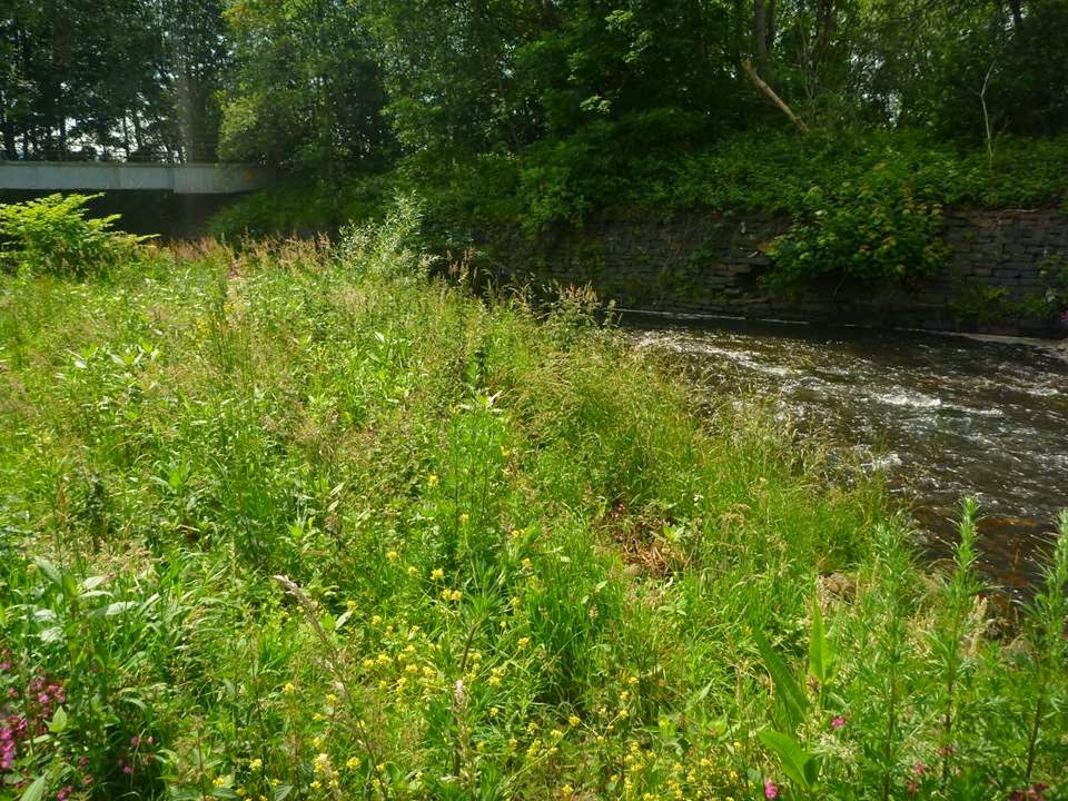 Volunteer Action on Urban River Corridor Biodiversity: It works! | Wild ...