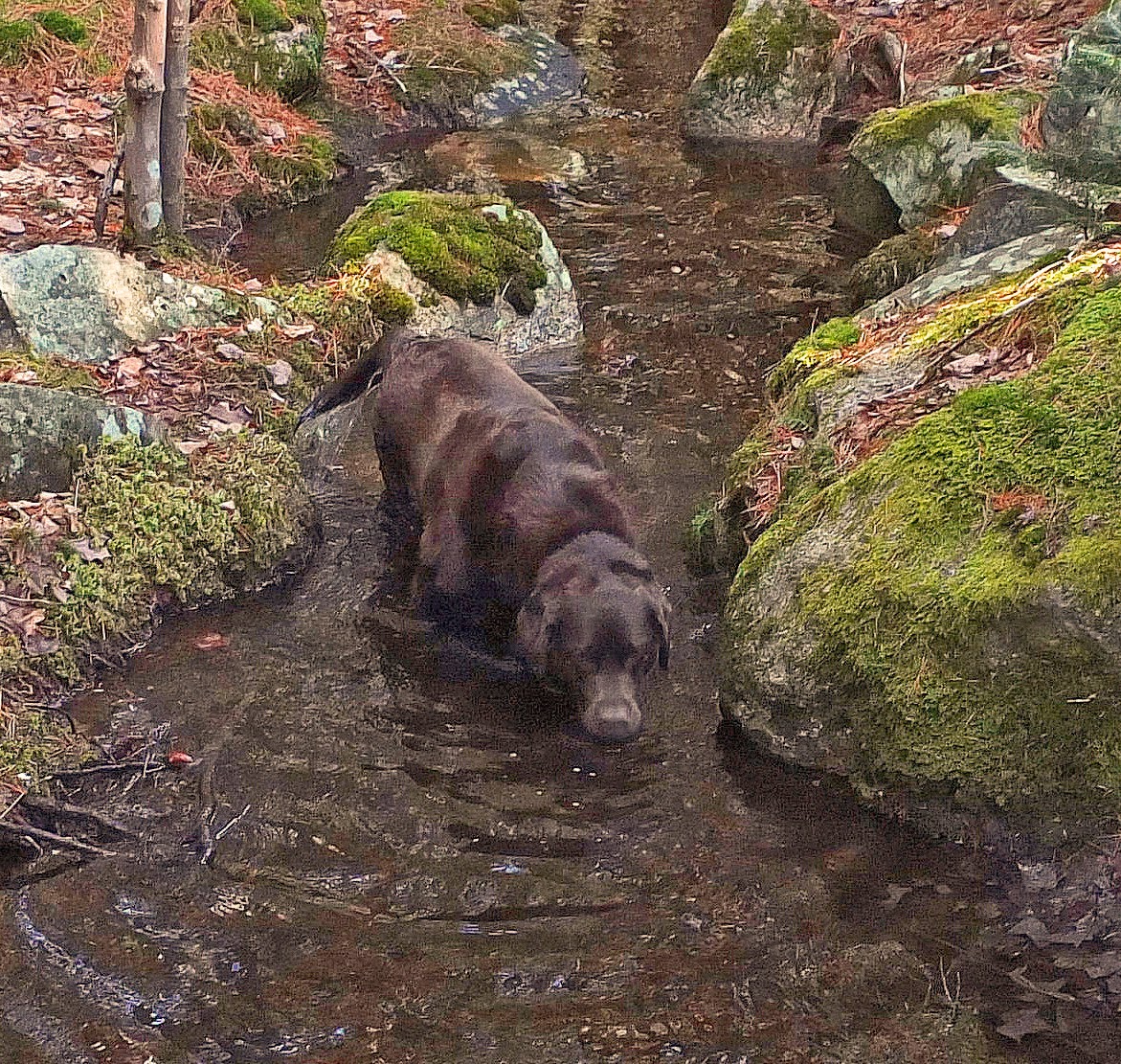 Hiking in Maine with Kelley: 4/7/14 Little Long Pond / Jordan Stream