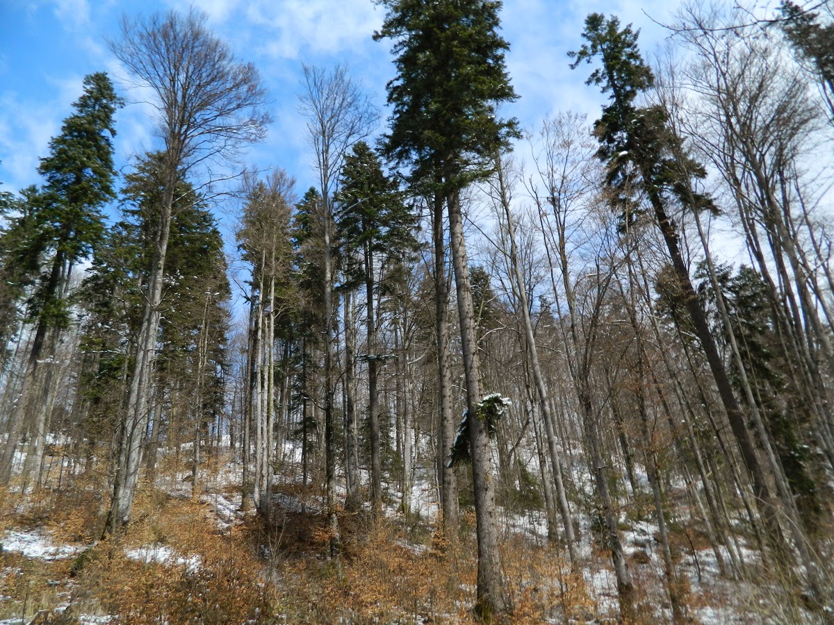 LA MULTI ANI, ROMANIA!: Copaci inalti si drepti la munte
