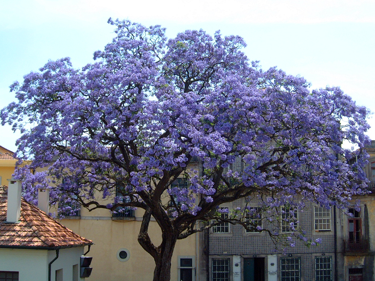 HOW TO GROW PAULOWNIA TOMENTOSA |The Garden of Eaden