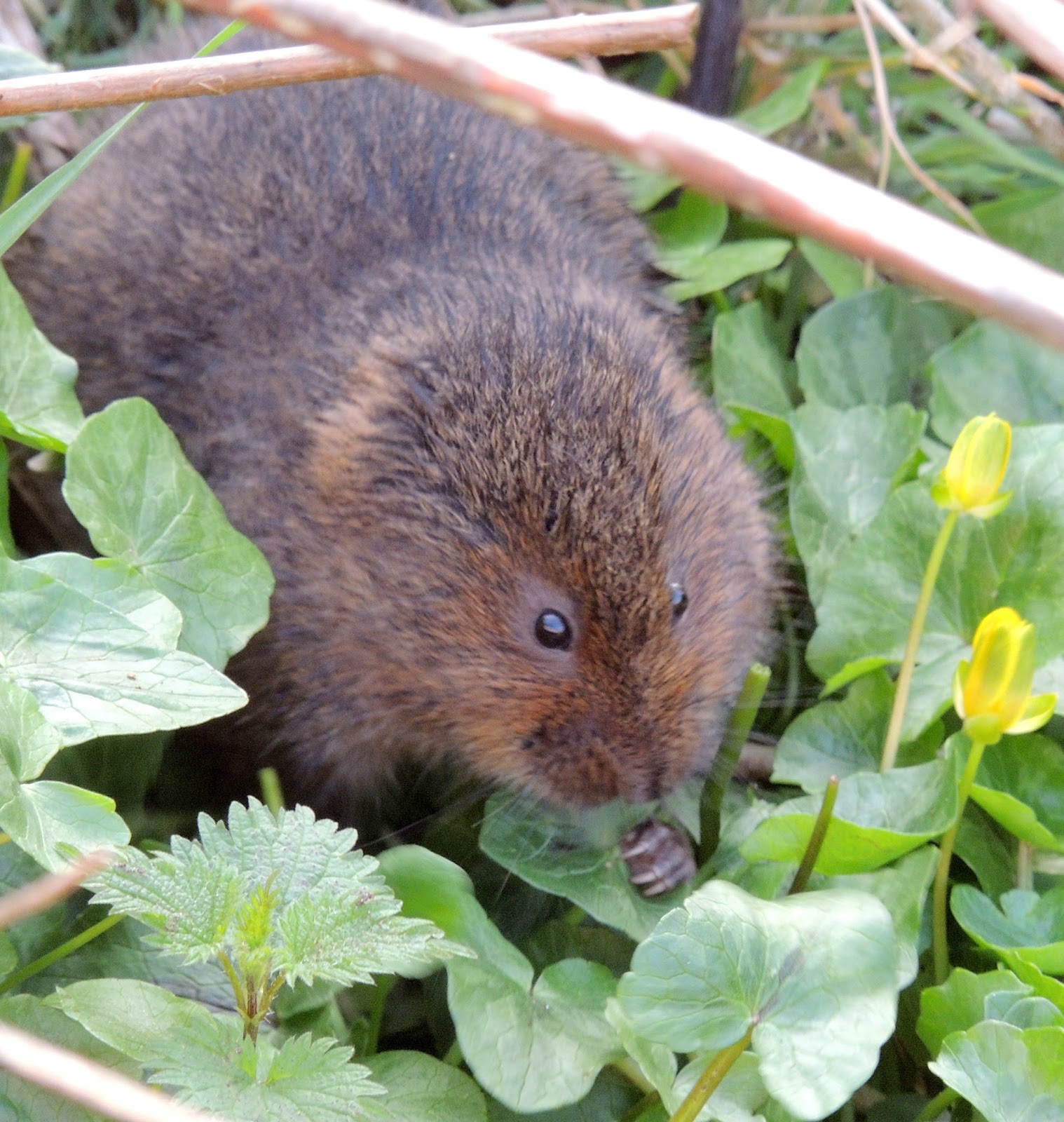 About a Brook: Water Vole Signs - Collect the Set!