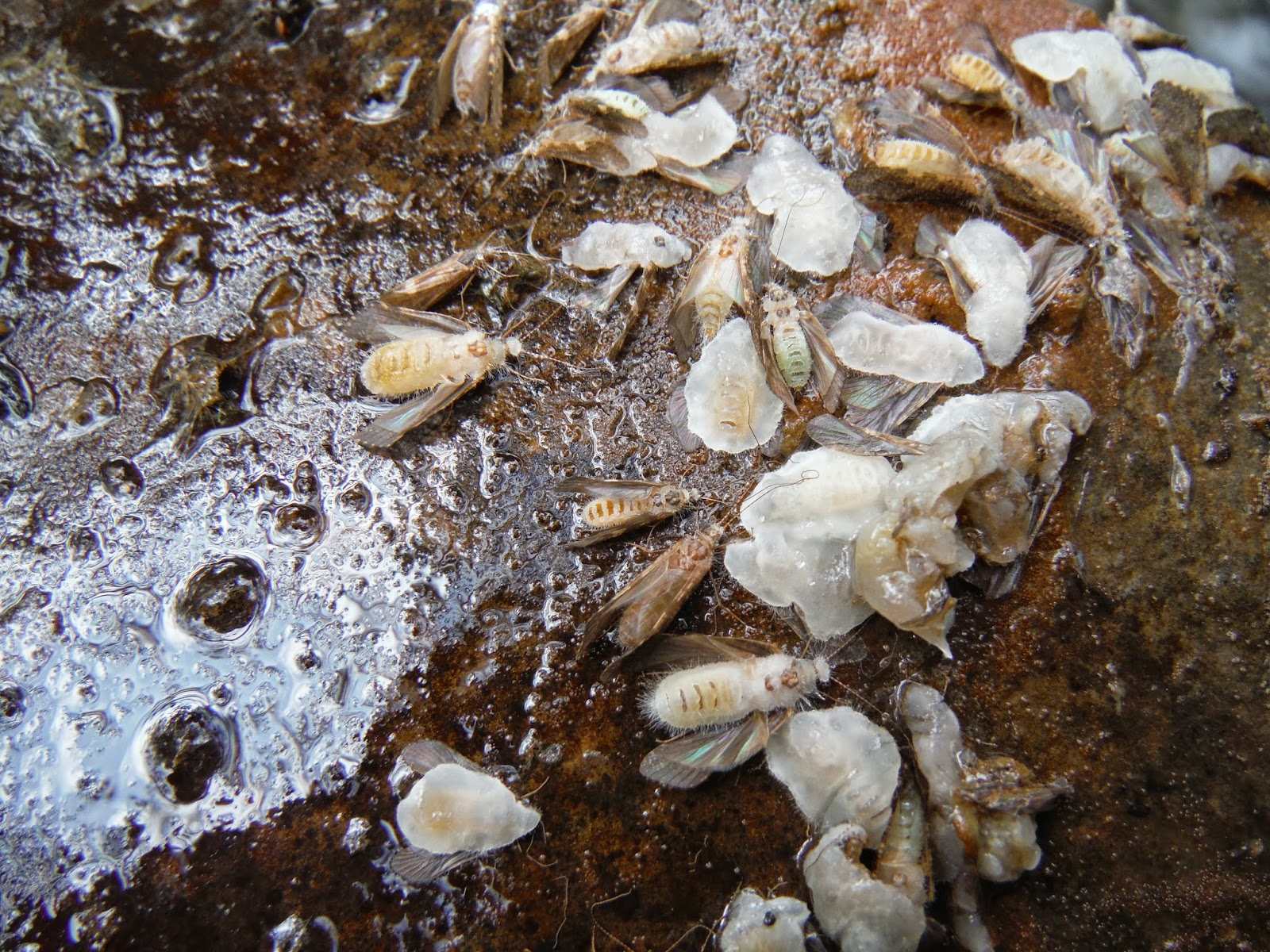 JCU Aquatic Resources : Chagrin River Aquatic Invertebrate Collection