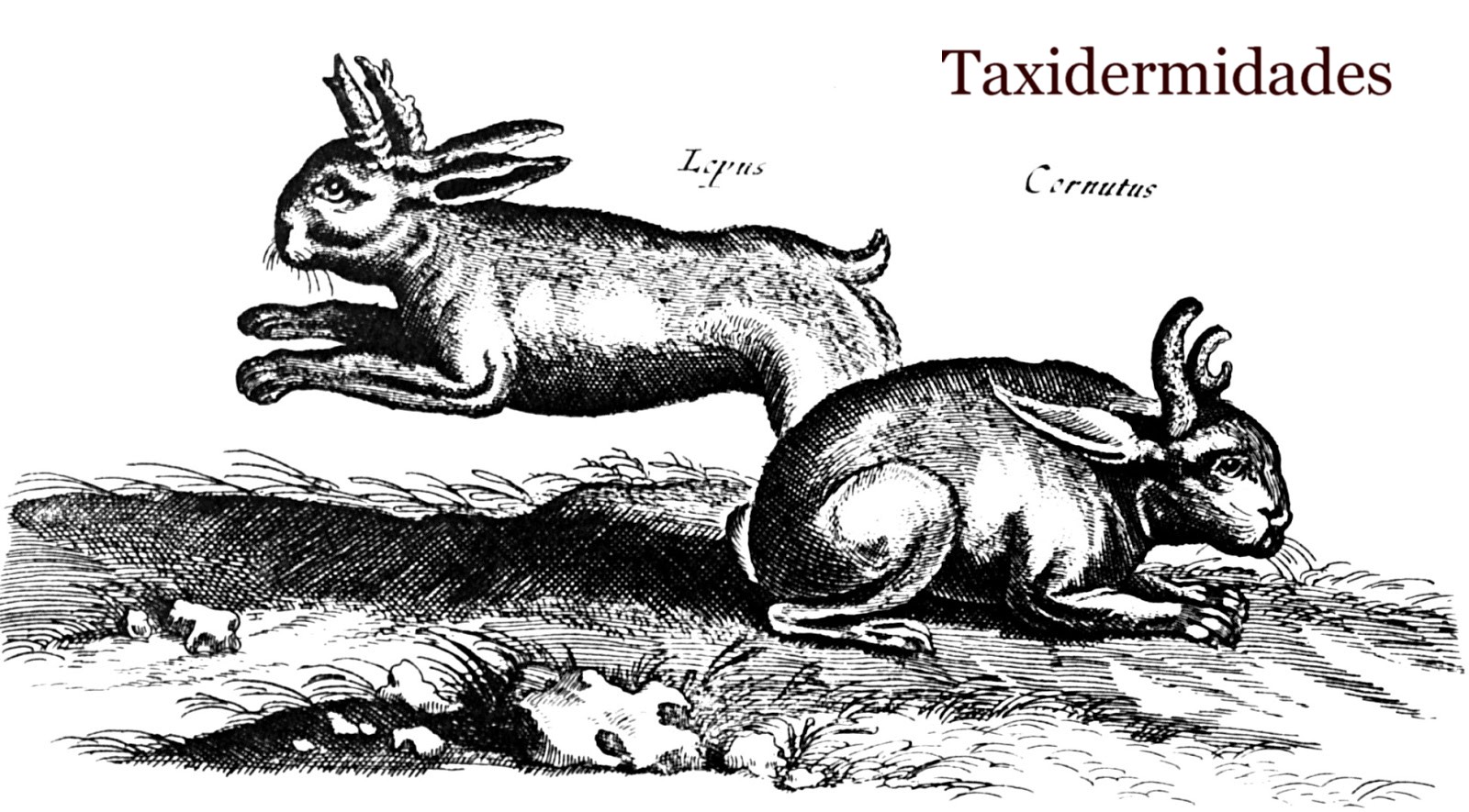 El "jackalope", "Wolpertinger" o lebrílope. | Taxidermidades