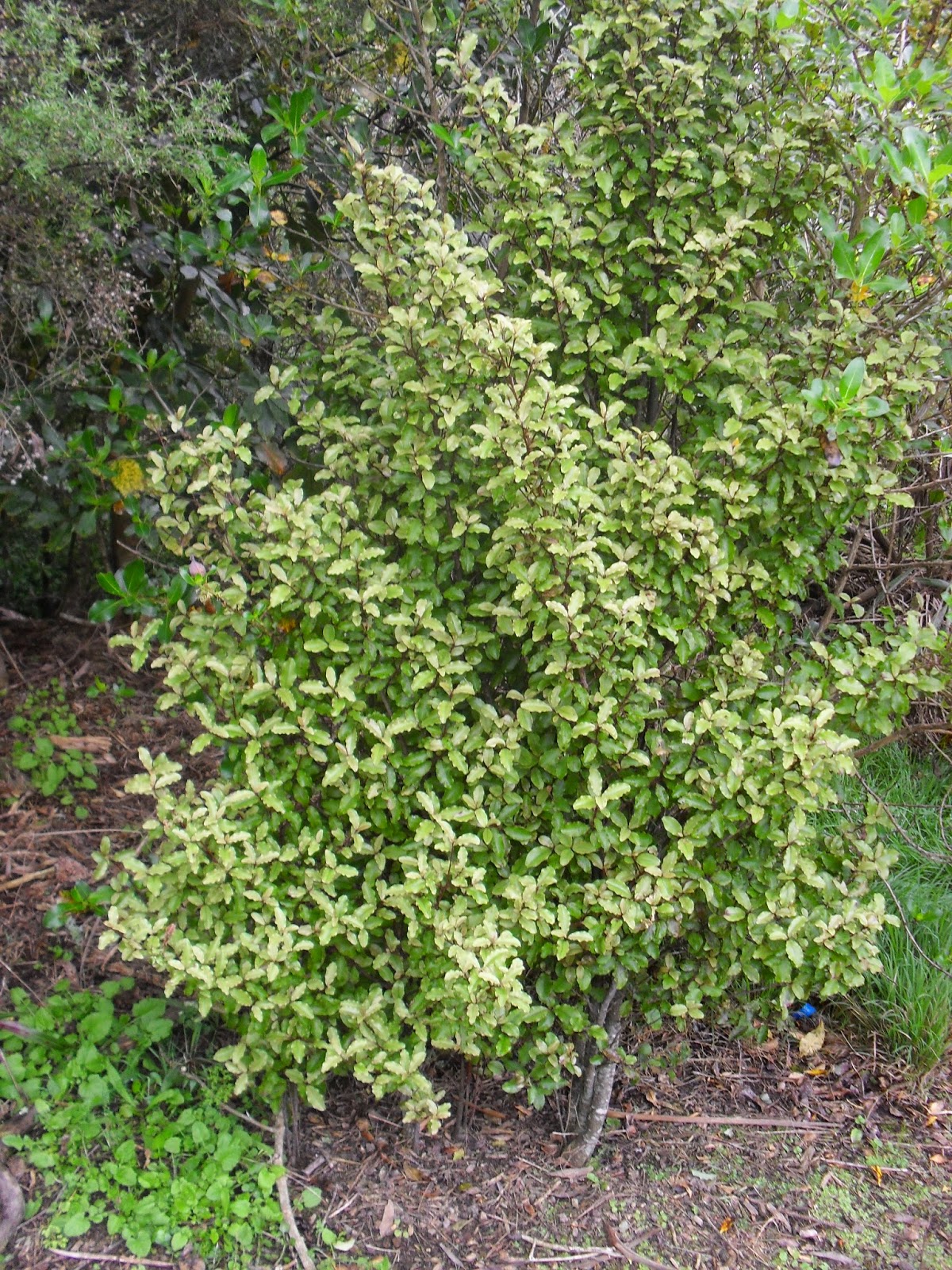 Rakaunui Mirimiri & Rongoa