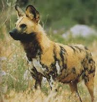 Sencillamente sencillo: Licaón