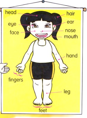 Keep learning.Never let the brain idle.: The parts of our body