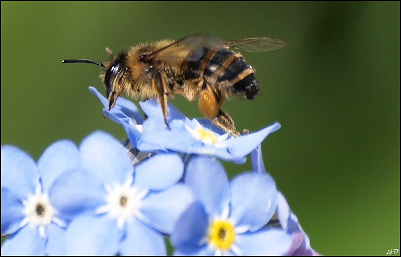 au fil du temps: insectes volants