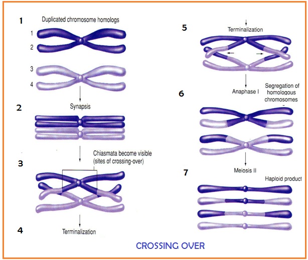 BIOLOGI GONZAGA: CROSSING OVER - PINDAH SILANG