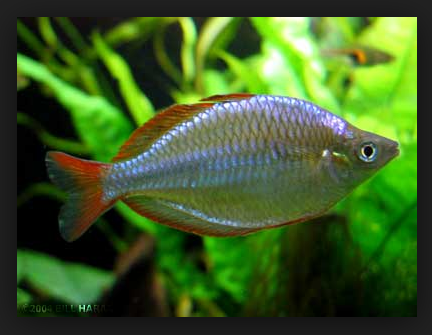 Ini Dia Cara Praktis Budidaya Ikan Rainbow Boesemani Serta Jenisnya