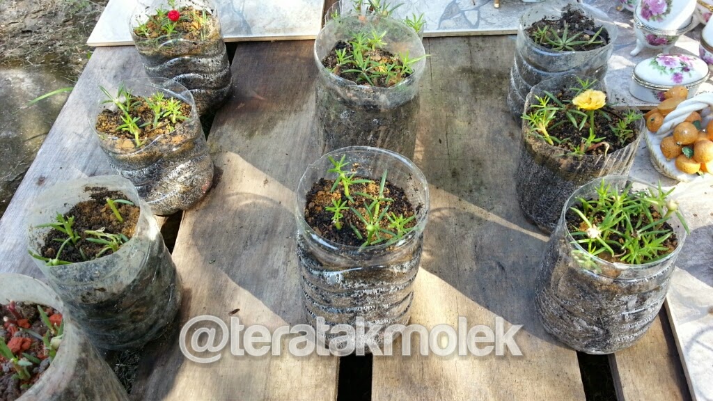 Karya dari telefon bimbit, dari minda ke halaman kehidupan...: semai ...