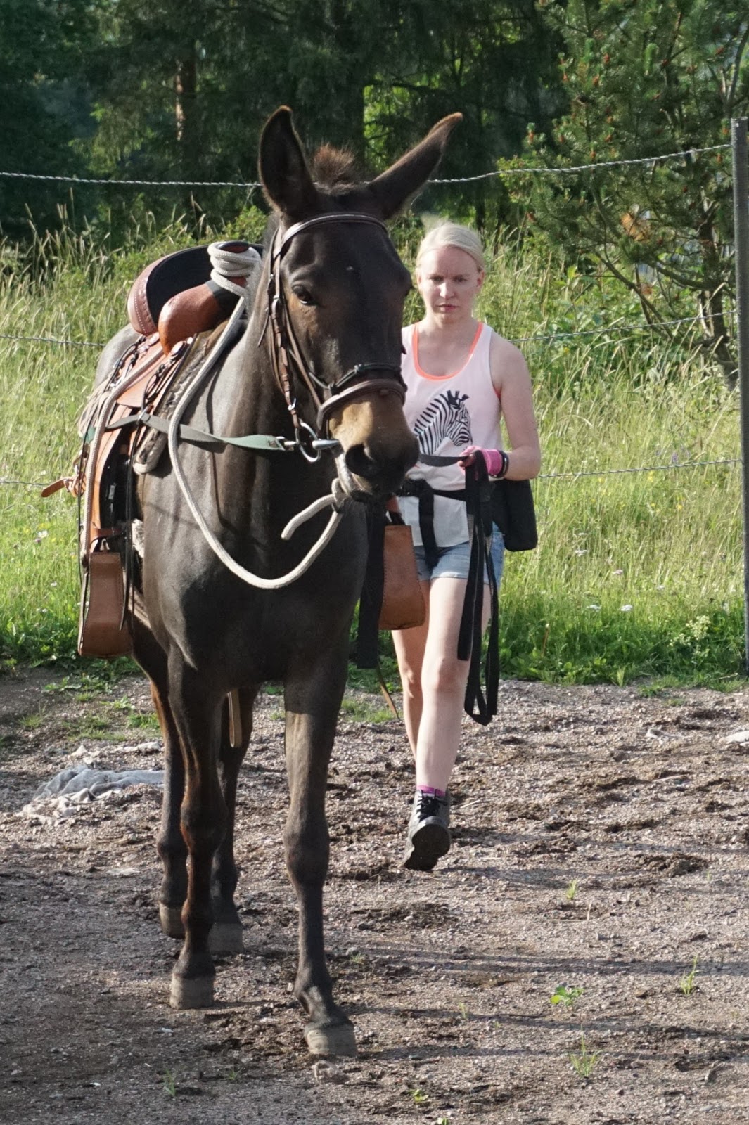 Muuliprojekti: kesäkuuta 2016