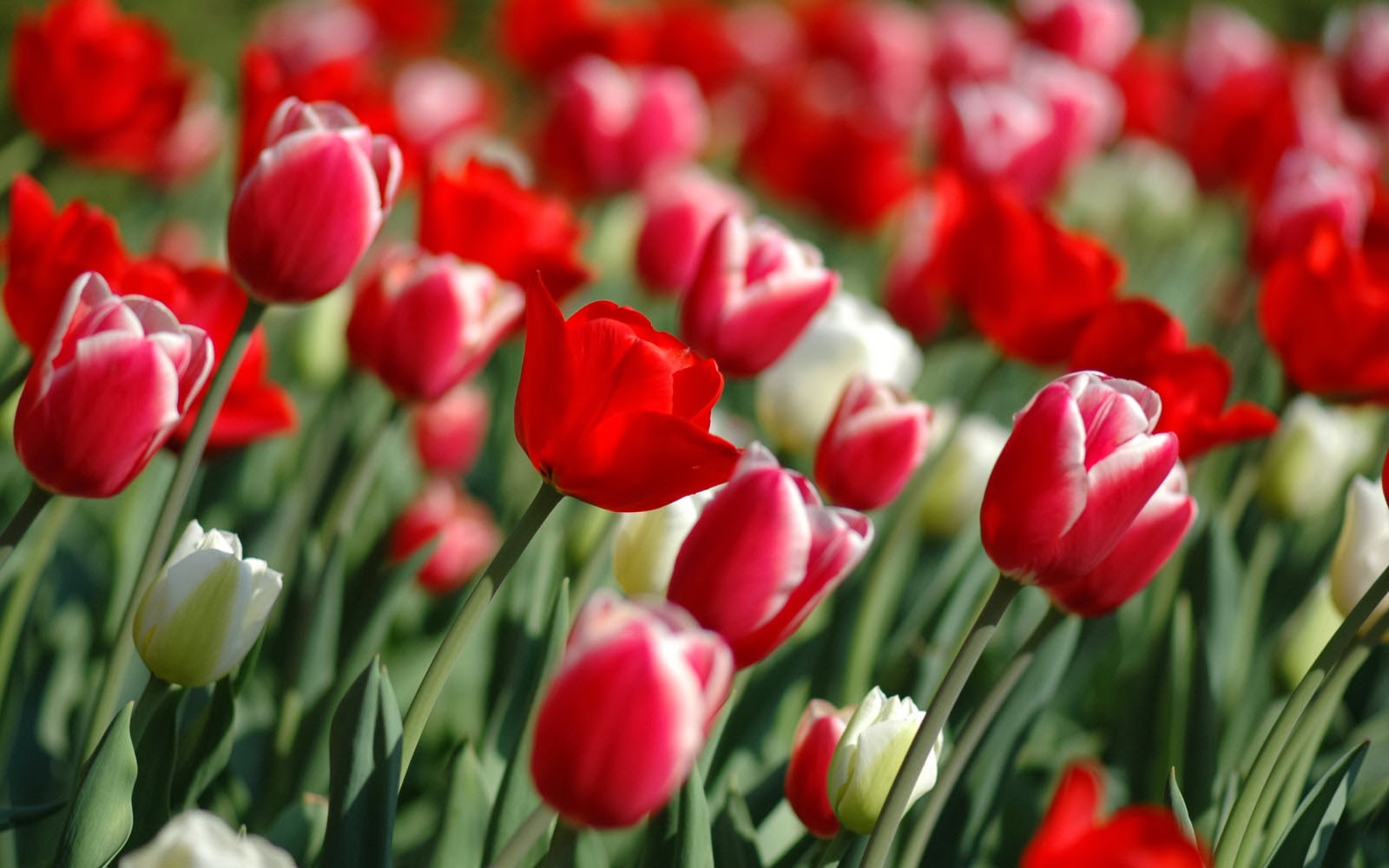 Red Tulips Desktop Wallpapers - Amazing Picture Collection
