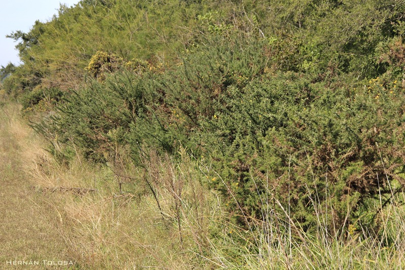 Flora Bonaerense: Tojo (Ulex europaeus)