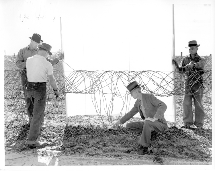 Knott's In Print: How To Grow Boysenberries