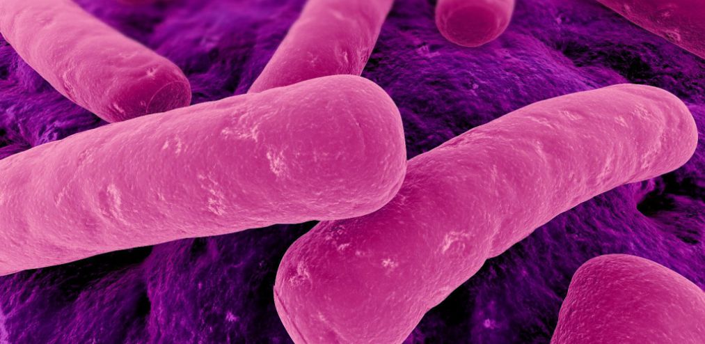 Enlace peptídico y péptidos - Biología