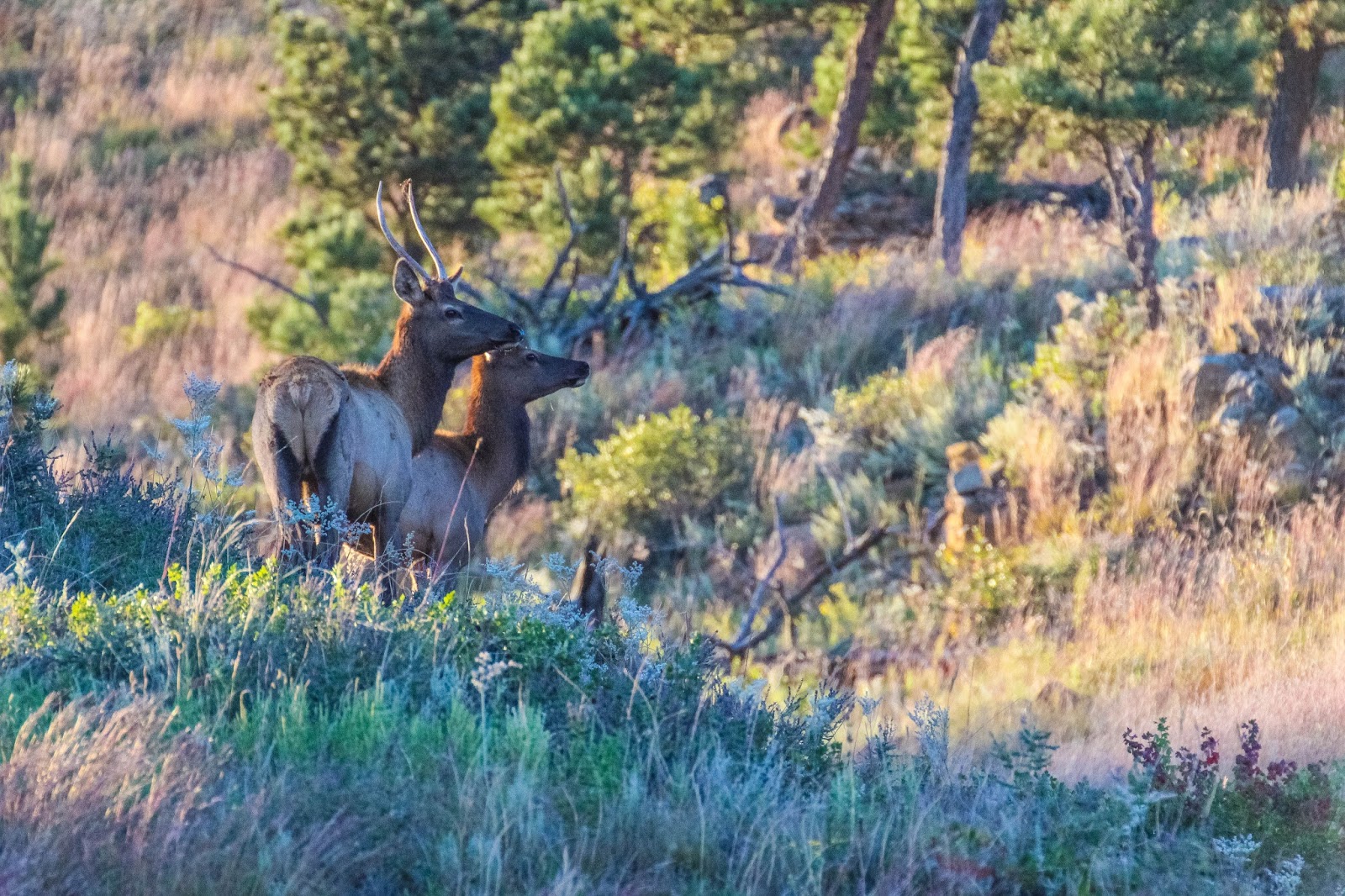 Cannundrums: Elk Chorizo