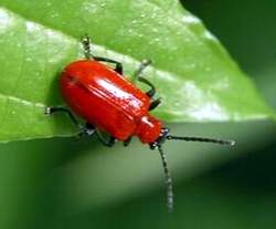 Revelation awaits an Appointed Time: Confectioner's Glaze