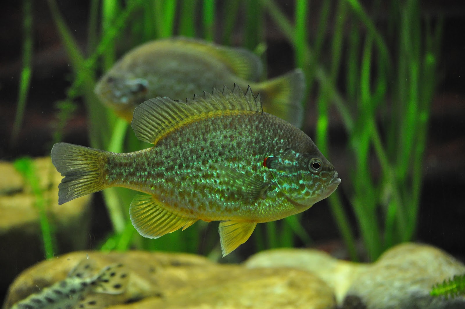 ZOOTOGRAFIANDO (6.100 ANIMALS): PERCA SOL / PUMPKINSEED (Lepomis gibbosus)