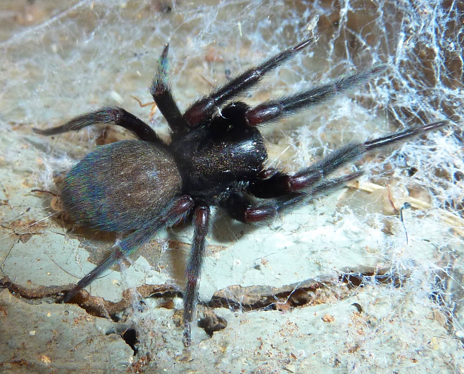 Anyone seen giant red and black spiders? | Alien Expanse