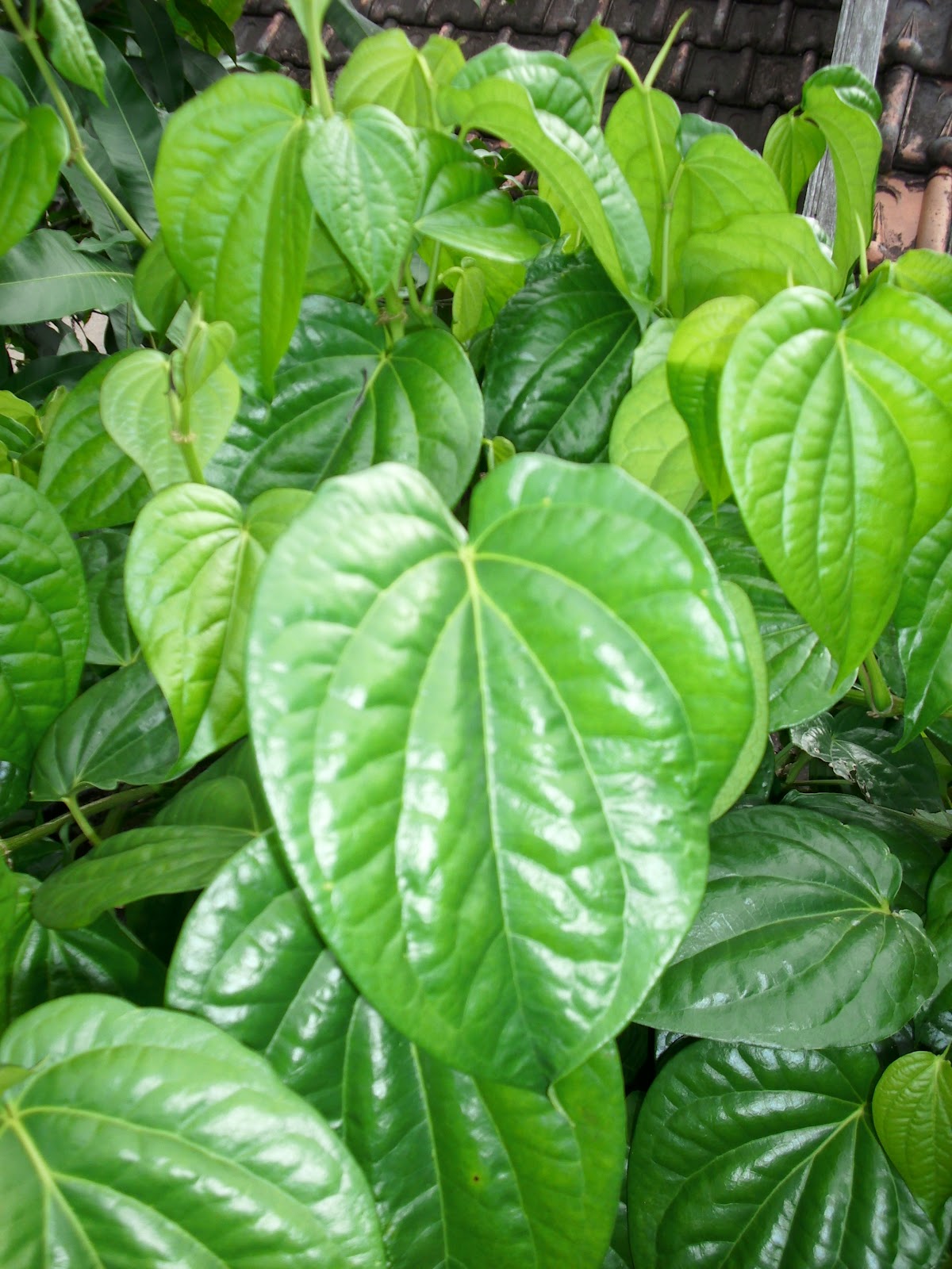 Daun Sirih Banyak Manfaatnya | Endah Rustiati Daun Sirih Banyak Manfaatnya | Endah Rustiati