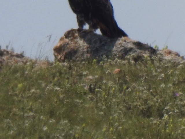PASARI DIN ROMANIA: ACVILA DE CAMP, Aquila heliaca