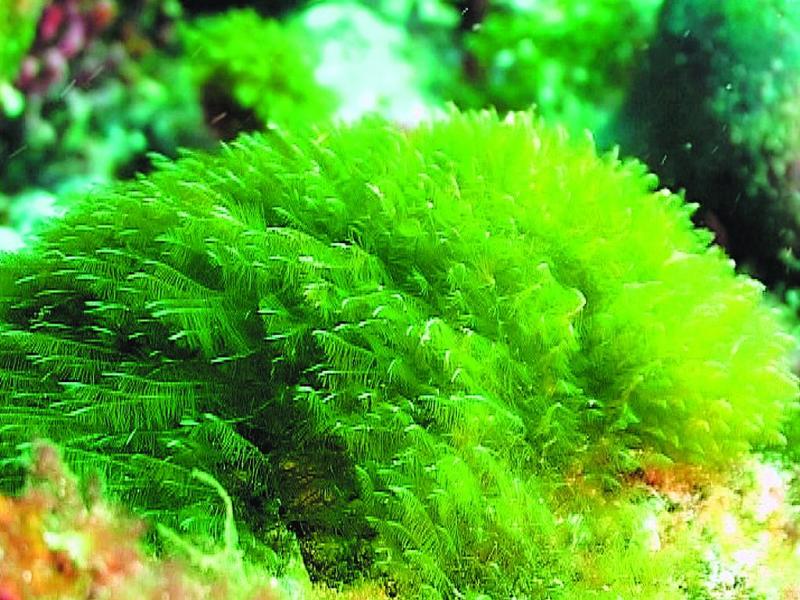 Enseñanza de la biología con TIC's: BIOLOGÍA