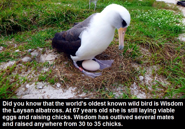 Did you know that the world's oldest known wild bird is Wisdom the ...