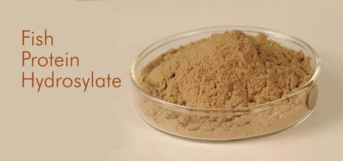 Si Ikan Tongkol: Hidrolisat Protein Ikan dan Aplikasinya